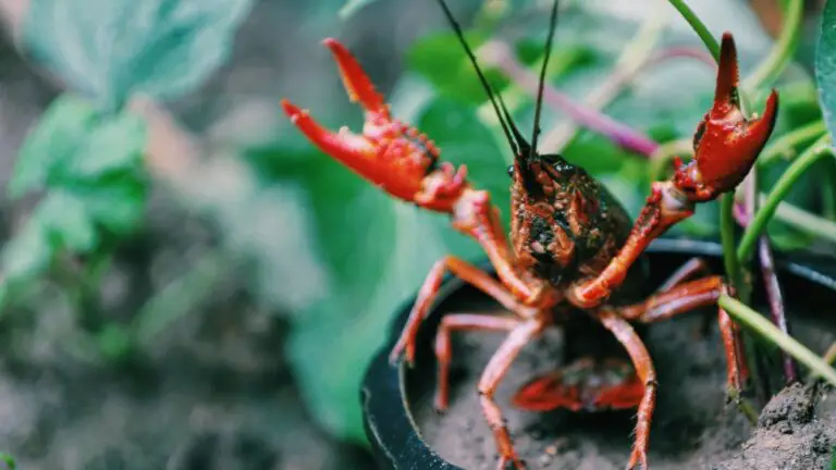 12 roliga snapsvisor till kräftskivan 2021! - Sånghäfte.se